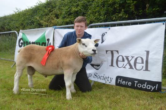 Western Texel championships - Irish Texel